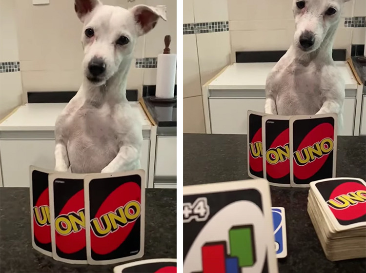 uno | いぬのこと。｜犬がもっと好きになる動画紹介サイト