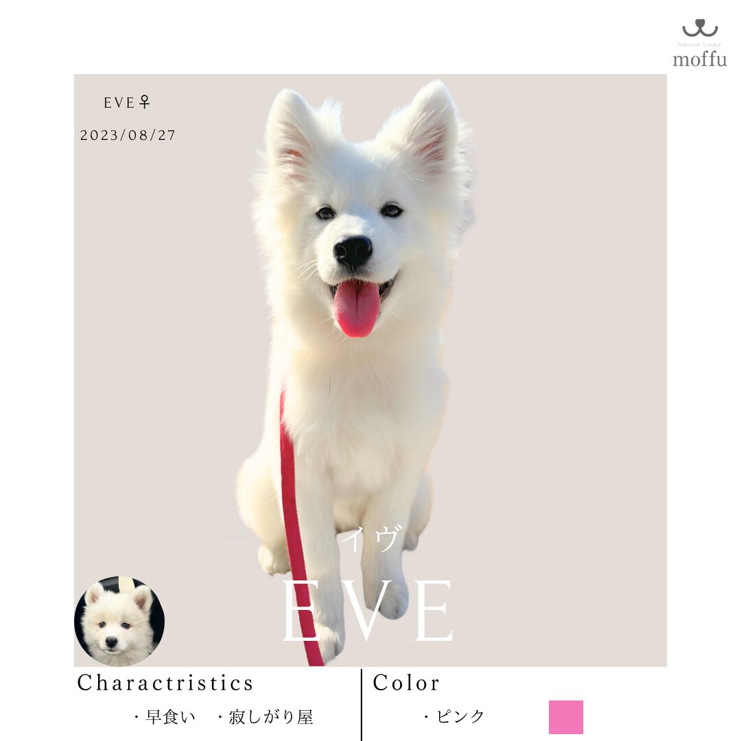 原宿表参道のサモエドカフェmoffu(モフ)の料金や利用方法・10匹のプロフィールを取材！ | いぬのこと。｜犬の動画や豆知識が毎日見つかるサイト