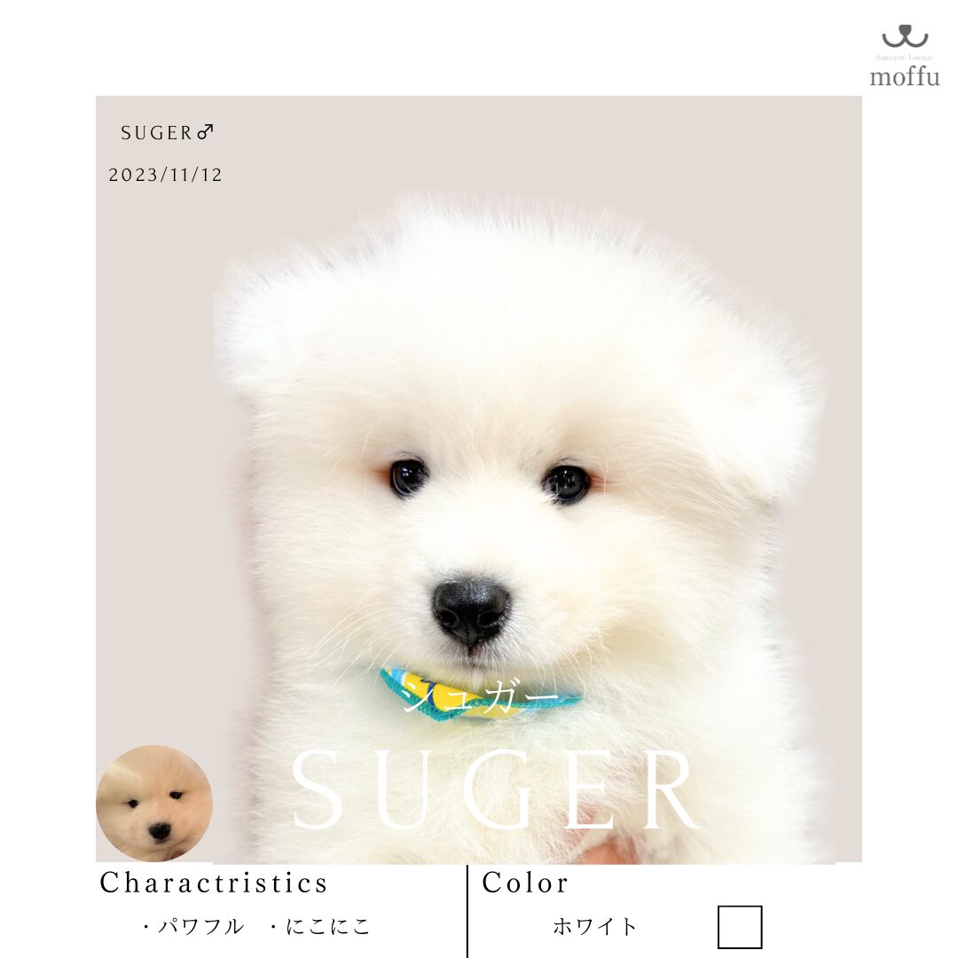 原宿表参道のサモエドカフェmoffu(モフ)の料金や利用方法・10匹のプロフィールを取材！ | いぬのこと。｜犬の動画や豆知識が毎日見つかるサイト