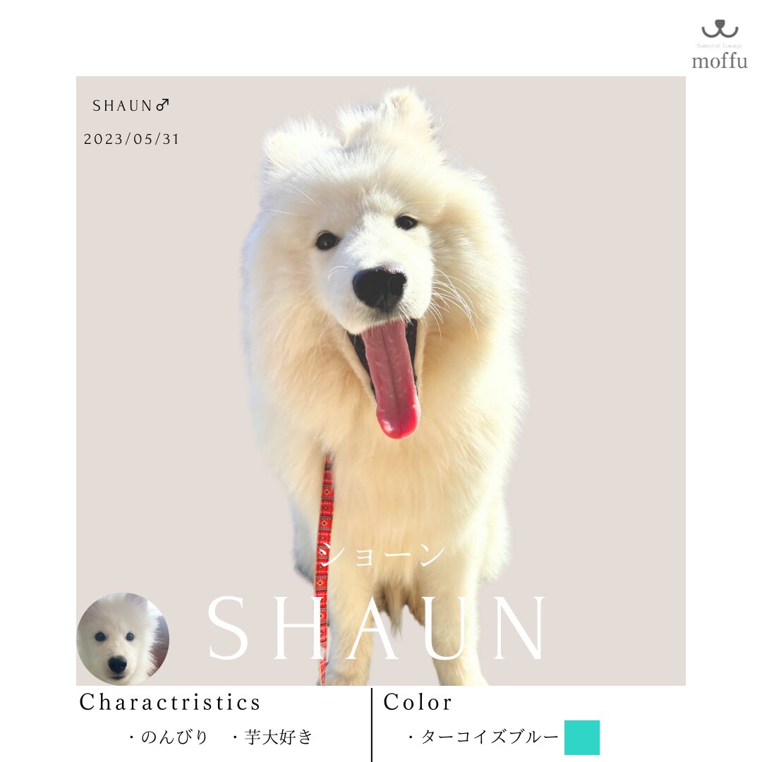 原宿表参道のサモエドカフェmoffu(モフ)の料金や利用方法・10匹のプロフィールを取材！ | いぬのこと。｜犬の動画や豆知識が毎日見つかるサイト