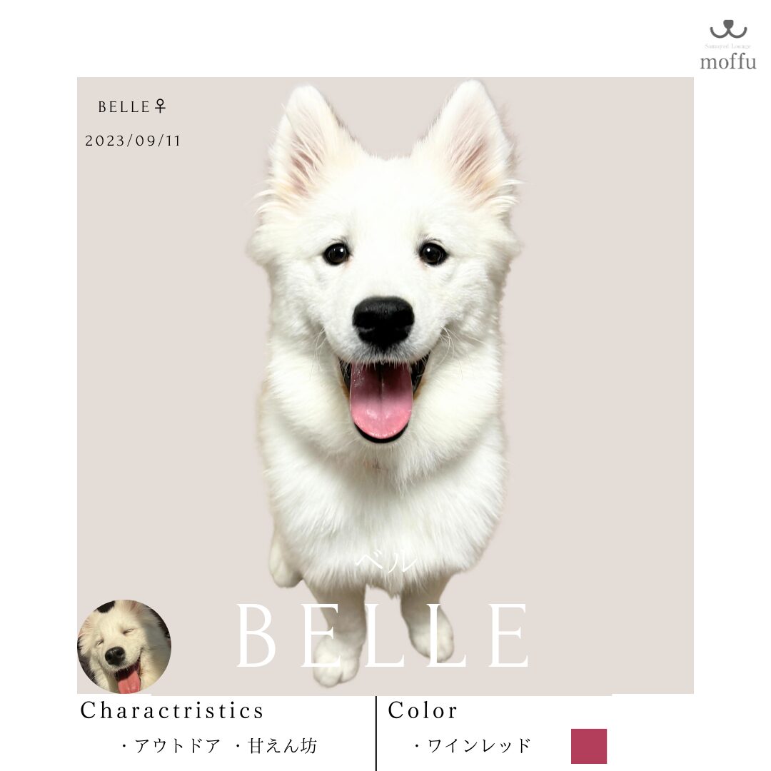 原宿表参道のサモエドカフェmoffu(モフ)の料金や利用方法・10匹のプロフィールを取材！ | いぬのこと。｜犬の動画や豆知識が毎日見つかるサイト
