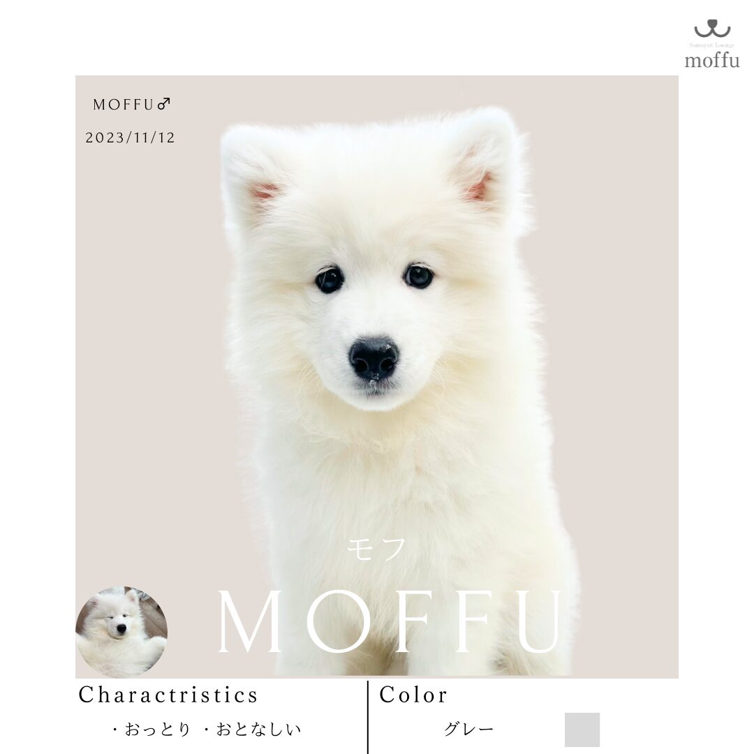 原宿表参道のサモエドカフェmoffu(モフ)の料金や利用方法・10匹のプロフィールを取材！ | いぬのこと。｜犬の動画や豆知識が毎日見つかるサイト